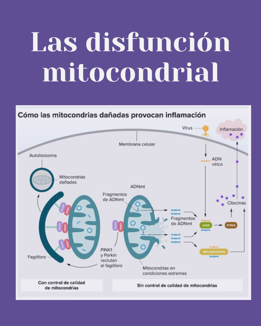 DisfuncIón Mitocondrial